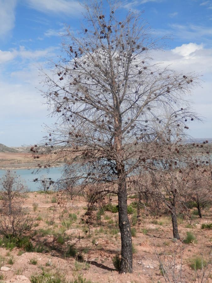 Burned Pine tree stock image. Image of rural, burned - 51066189
