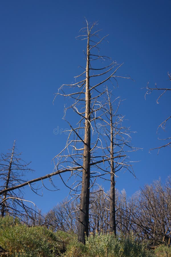 Burned Pine Trees stock photo. Image of southwest, fire - 35493336