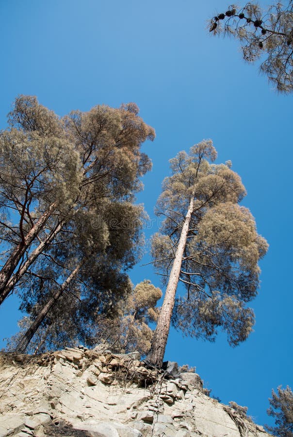 Burned Pine Trees after Forest Fire Stock Image - Image of damage ...