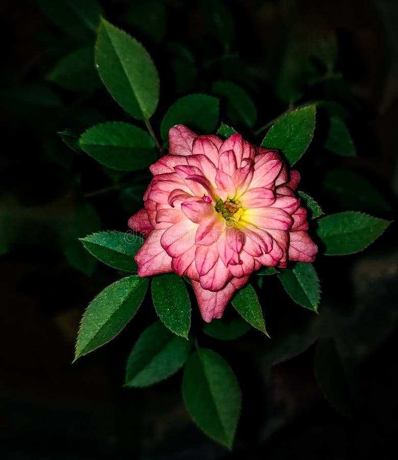 Burned rose stock image. Image of night, long, ashes - 109157617