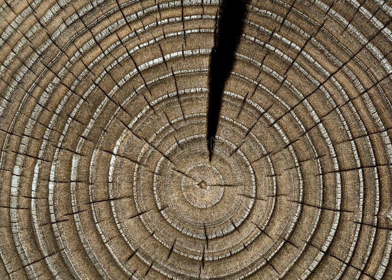 Burned Polished Pine Tree Trunk Cross Section Stock Photo - Image of ...