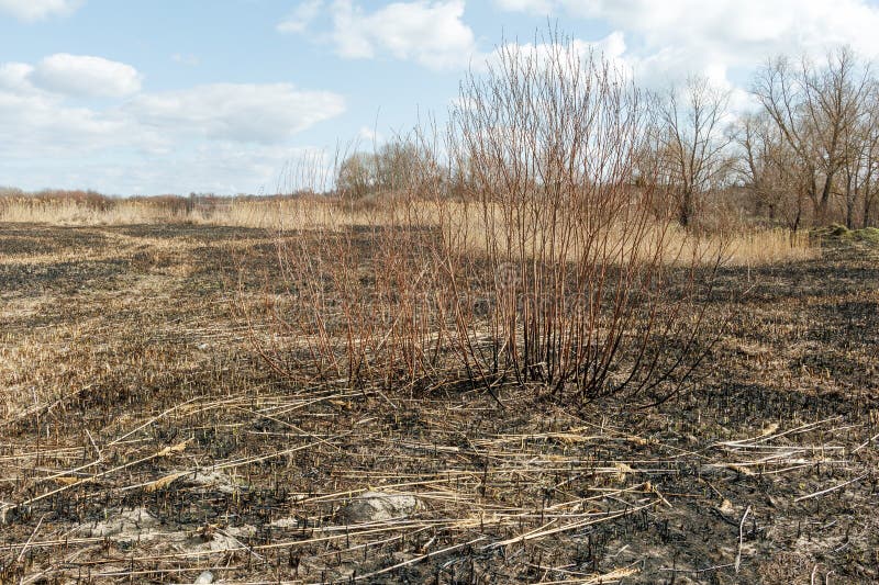 Burned Reeds after Spring Controlled Fire Stock Photo - Image of ...