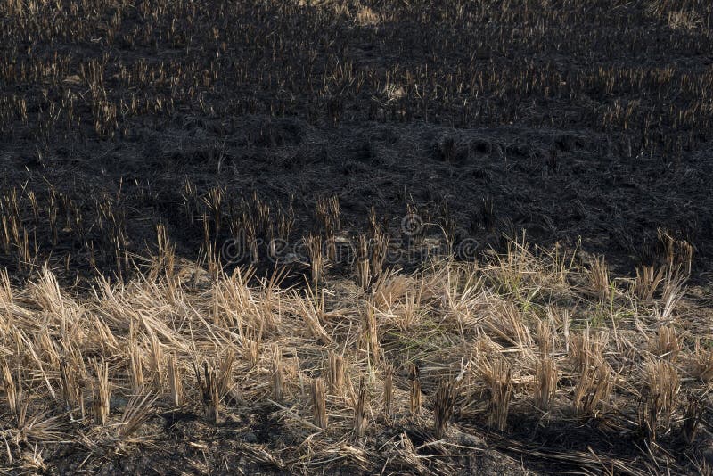The Field with Burned Rice Straw Stock Image - Image of country, autumn ...