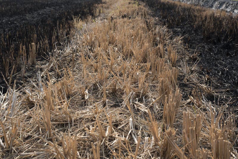 The Field with Burned Rice Straw Stock Photo - Image of burned, food ...