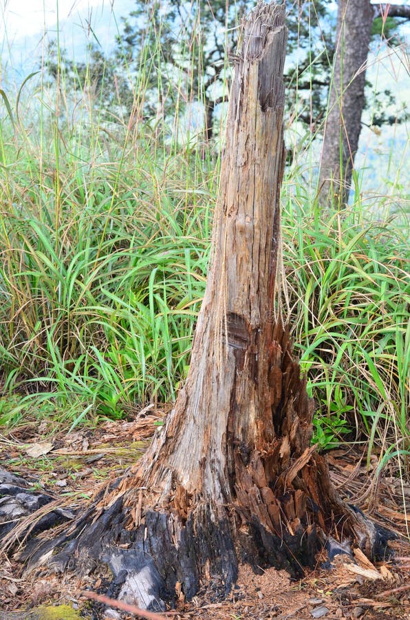 Burned stump in the forest stock photo. Image of stump - 89418944