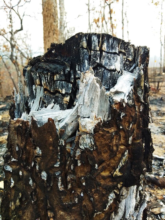 Burned Stump after Forest Fire Stock Photo - Image of stump, burned ...