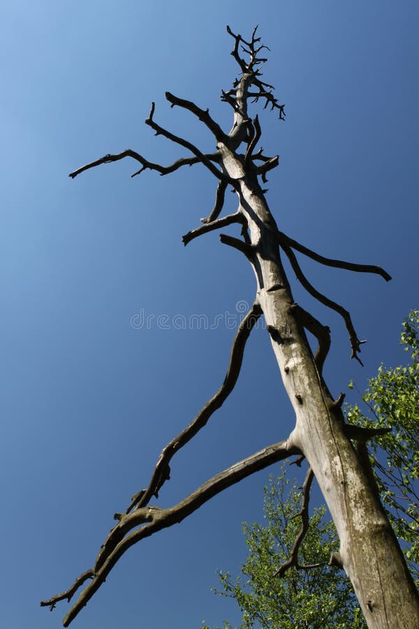 Burned tree stock image. Image of single, summer, storm - 15547119