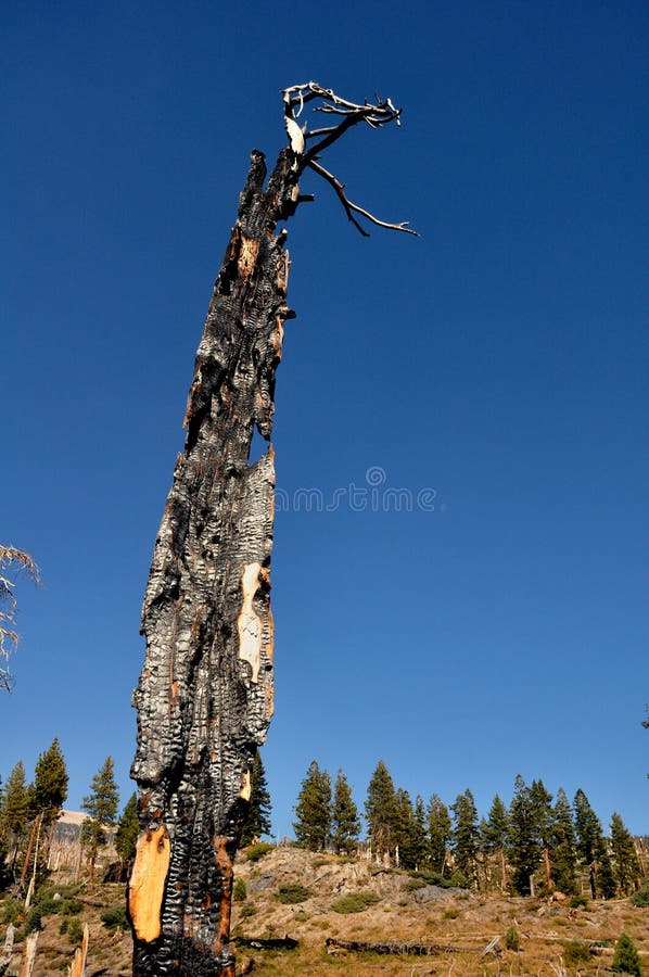 Burned Tree stock photo. Image of trunk, extinguished - 16285708