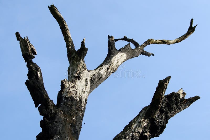 Burned Tree Roots and Thin Branches of Vegetation in a Common Pile. Dry ...