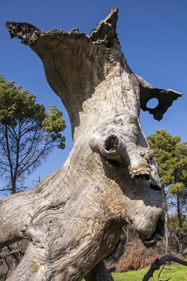 Burned Tree stock photo. Image of trunk, plant, israel - 29074450