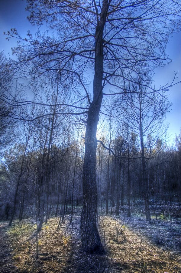 Burned tree in back light stock image. Image of black - 132865225