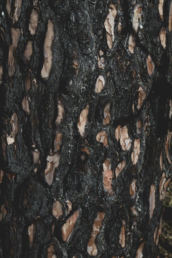 Burned tree bark stock image. Image of landscape, decadence - 171802315