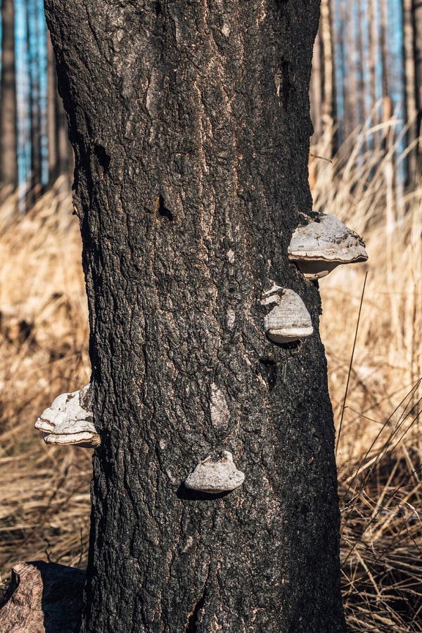 Burned tree bole stock image. Image of grass, growing - 89587809