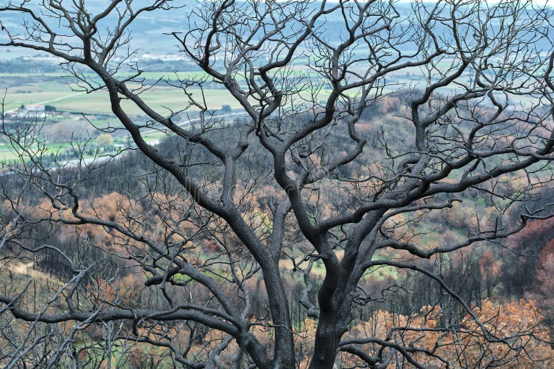 Burned Tree Dominating the Landscape after a Devastating Wildfire Stock ...