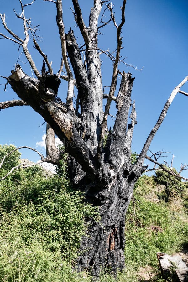 Burned Tree in the Woods stock image. Image of black - 82802263