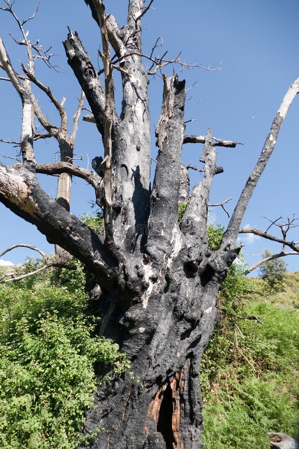 Burned Tree in the Woods stock image. Image of black - 82802263