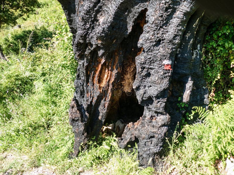Burned Tree Stump Left Completely Black from Ash and Surrounded with ...