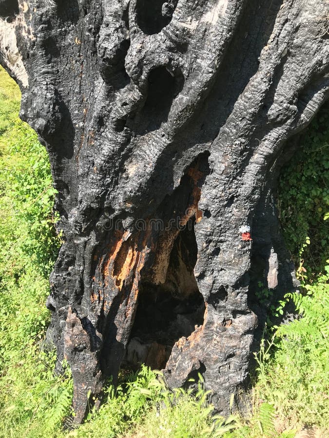 Burned Tree Stump Left Completely Black from Ash and Surrounded with ...