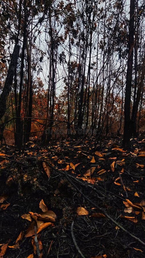 Burned Tree Leaves Fall on the Black Ground Stock Photo - Image of tree ...