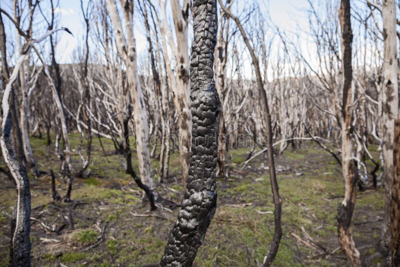 Burned Tree in National Park in Chile. Stock Photo - Image of forest ...