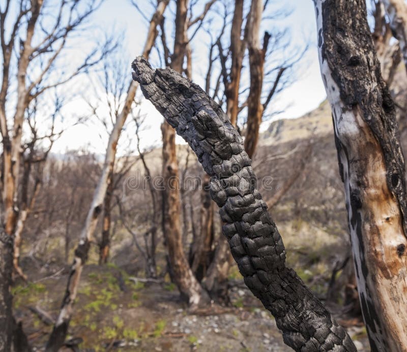 Burned Tree in National Park in Chile. Stock Image - Image of wood ...