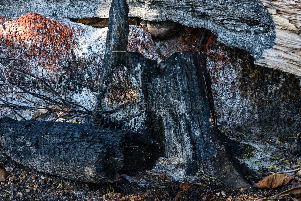 Burned tree stump stock image. Image of camp, mature - 58254731