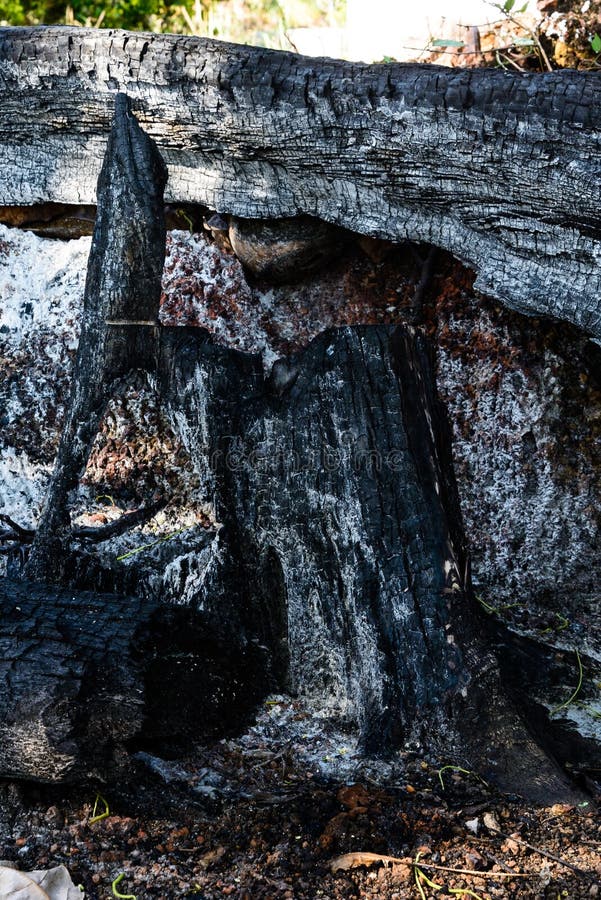 Burned tree stump stock image. Image of grow, wood, mature - 58255263