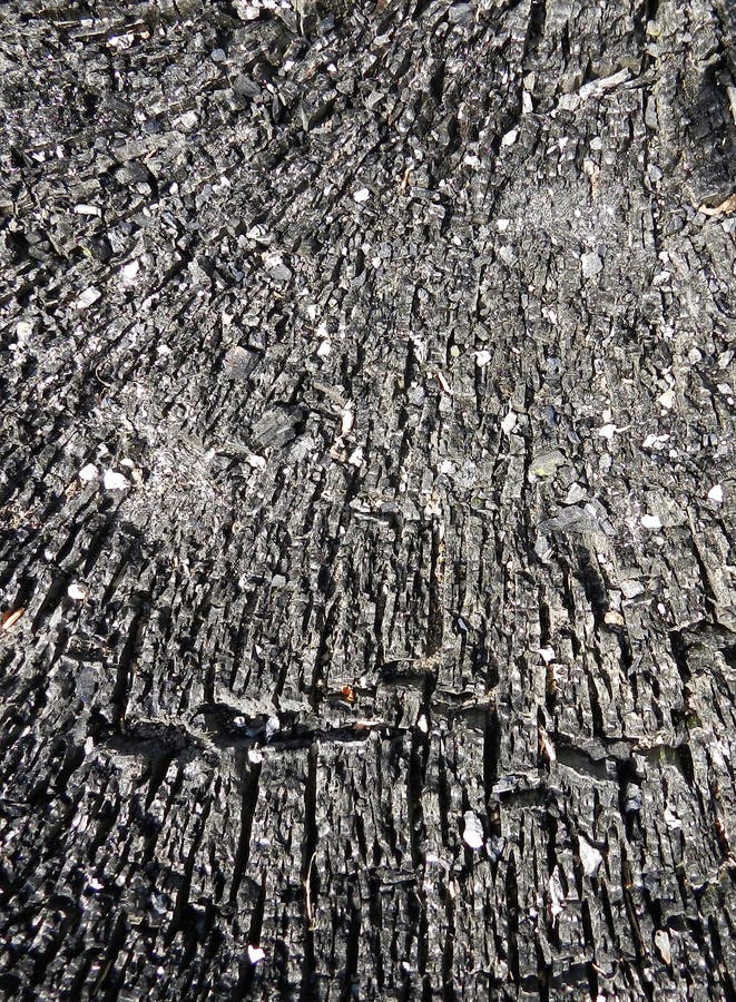 Burned Tree in the Woods stock image. Image of black - 82802263