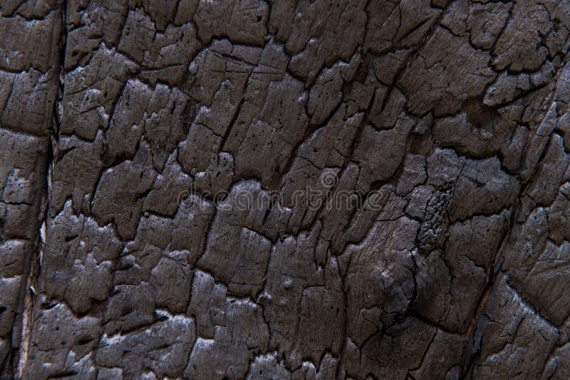 Burned tree trunk stock image. Image of life, abstract - 138782261