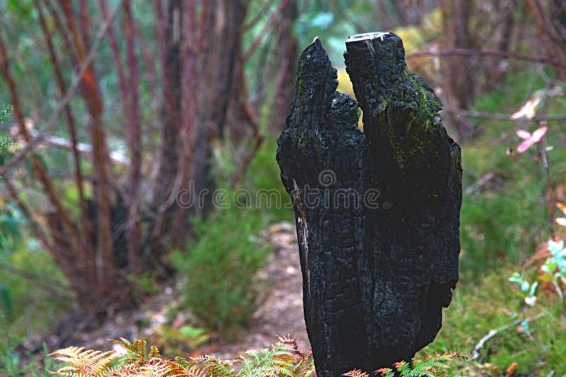 A burnt tree trunk coal stock image. Image of autumn - 137404261