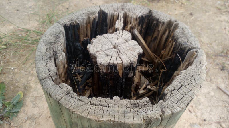 Burned tree trunk. stock photo. Image of burn, death - 115260842