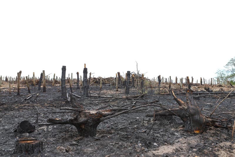 Burned Tree Trunks Dry Dead Gray Tree Trunks with Branches after a Fire ...