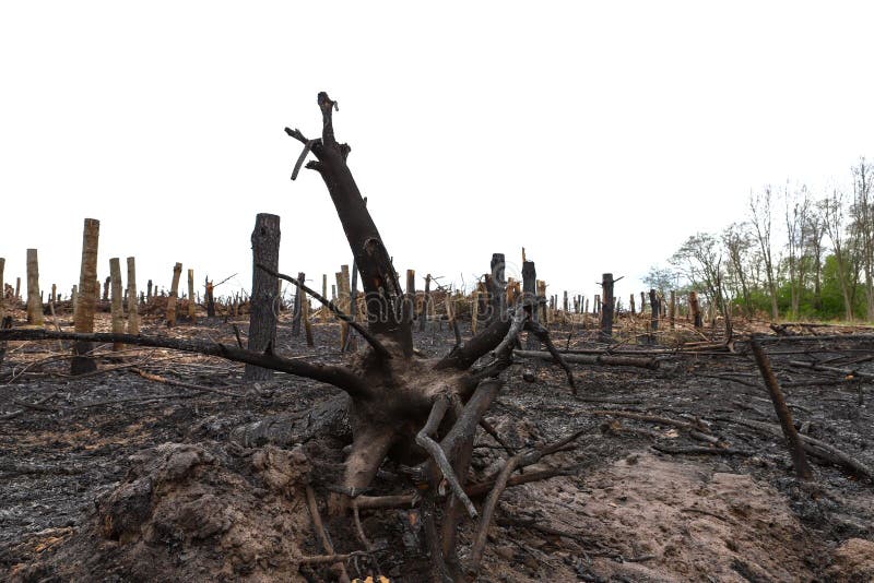 Burned Tree Trunks Dry Dead Gray Tree Trunks with Branches after a Fire ...