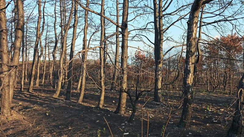 Burned Tree Trunks in a Forest after a Wildfire. Stock Footage - Video ...
