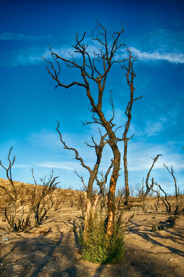 Burned Tree Trunks stock image. Image of bushfire, drought - 35493417