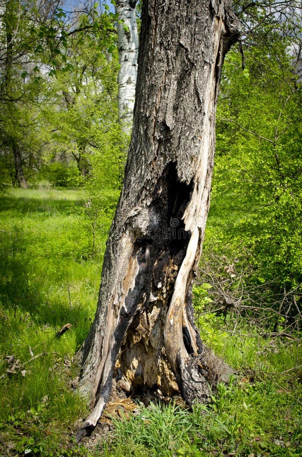 Burned tree in the wood stock photo. Image of black, background - 40721640