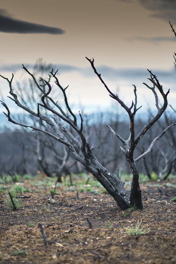 Burned Trees Charred Ground Showing Forest Fire Damage Stock Photos ...