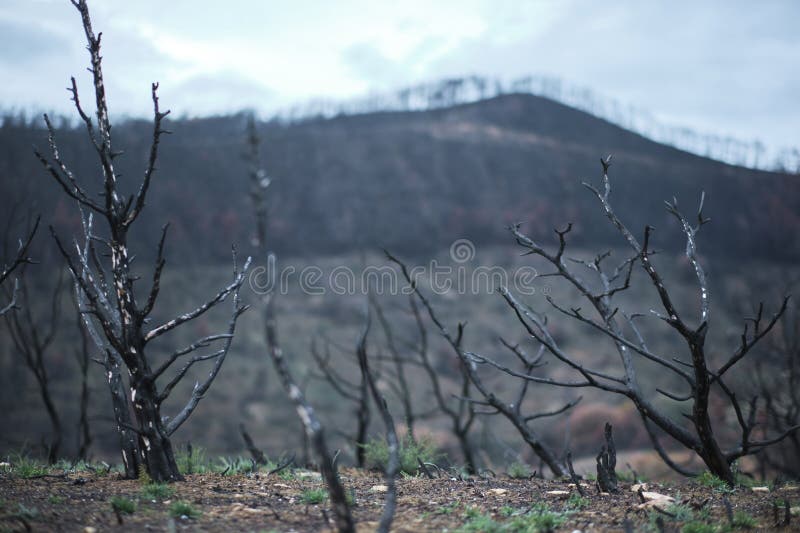Burned Trees and Charred Landscape Showing Devastation of Wildfire in ...