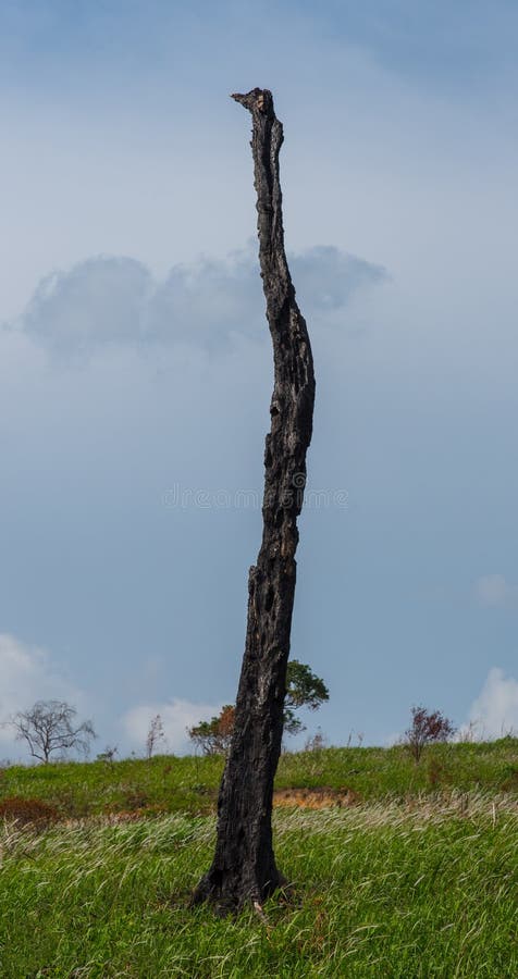 Burned trees stock photo. Image of environmental, destroyed - 72231480