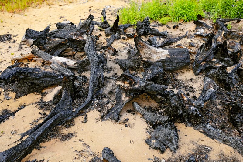 Burned trees in the field stock photo. Image of clouds - 97480362