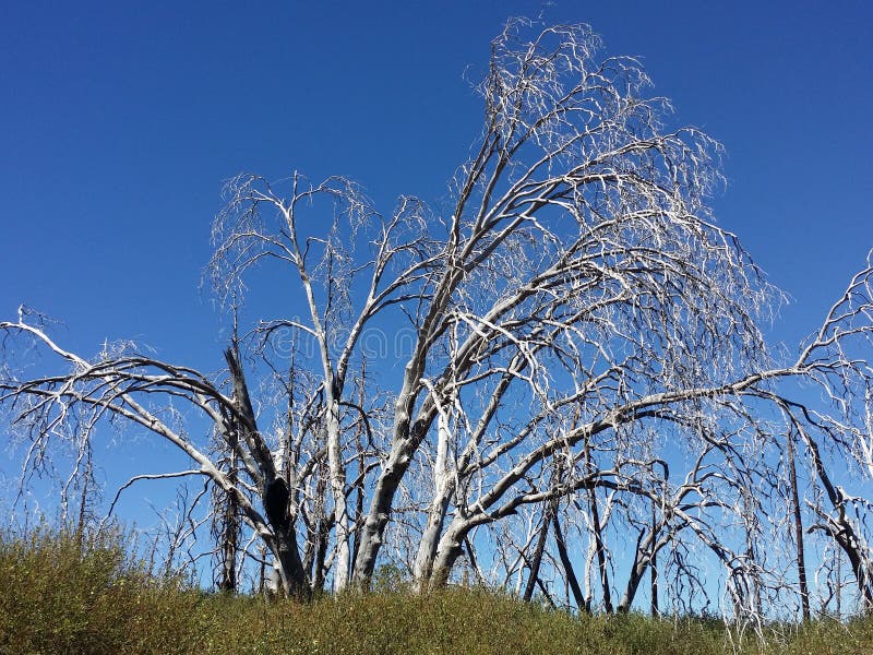 Burned Trees in the Forest Blue Sky. Stock Image - Image of forest ...
