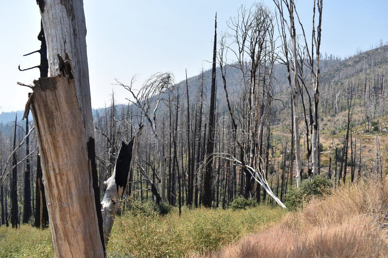 Burned Trees in the Forest after a Bushfire in the Sierra Nevada Stock ...