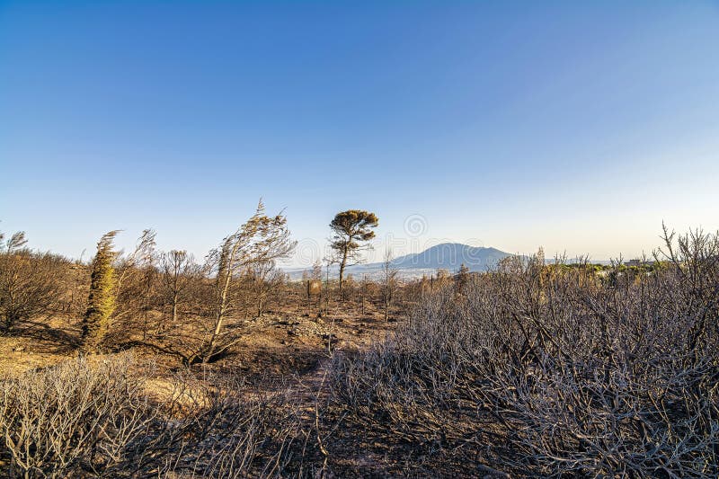 Burned Trees in the Forest after a Destructive Fire. Penteli Mountain ...