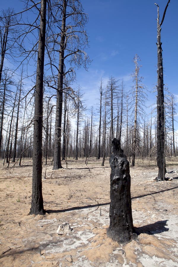 Burned Trees - Forest Fire stock image. Image of charred - 15105561
