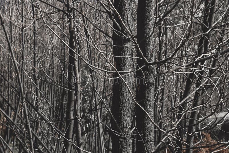 Burned Trees after a Forest Fire Stock Image - Image of climate ...