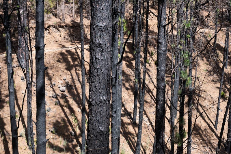 Burned Trees in Forest after Fire, Charred Pine Tree Stock Image ...