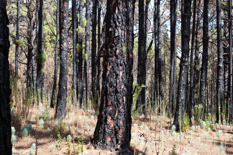 Burned Trees in Forest after Fire, Charred Pine Tree Stock Photo ...
