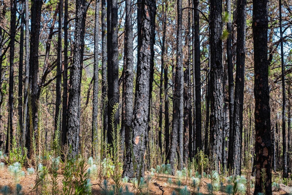 Burned Trees in Forest after Fire, Charred Pine Tree Stock Photo ...