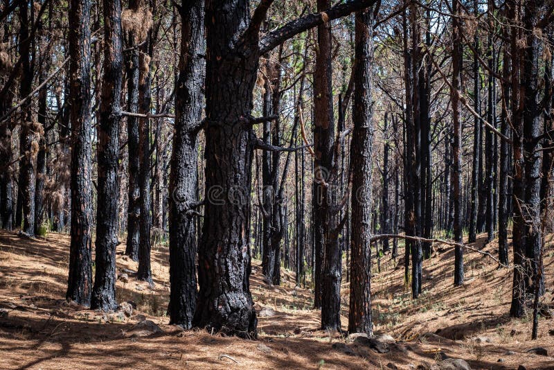 Burned Trees in Forest after Fire, Wildfire Landscape, Tenerife Stock ...
