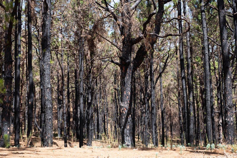 Burned Trees in Forest after Fire, Wildfire Landscape, Tenerife Stock ...